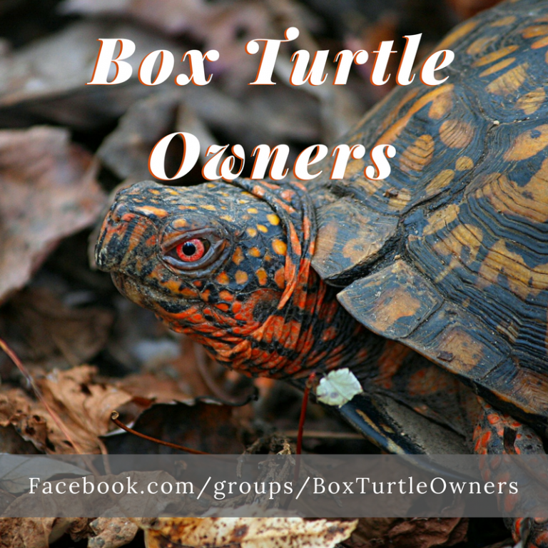 TortRescue - My Life with Reptiles